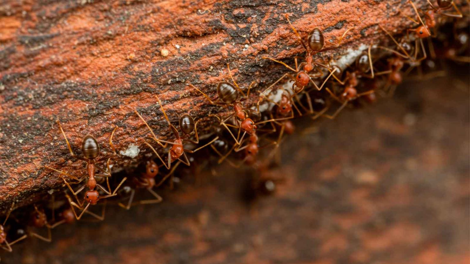 Sonhar com Formiga - O que a Bíblia Diz e Como Interpretar